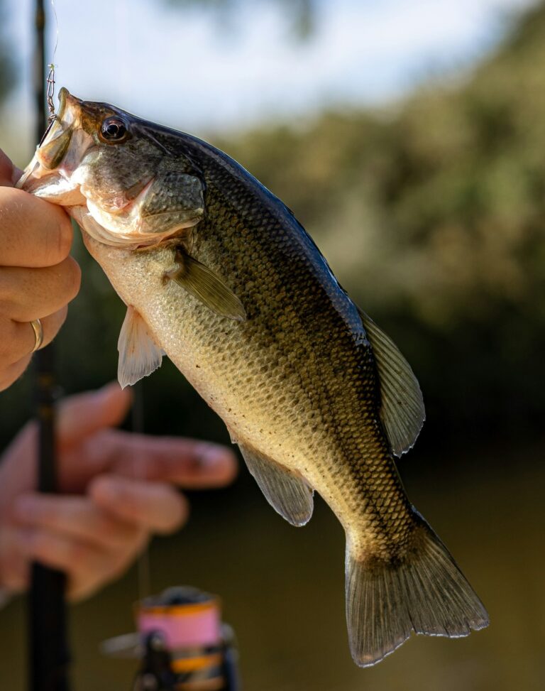 Bass Fishing For Beginners: Your Best Guide • 2025